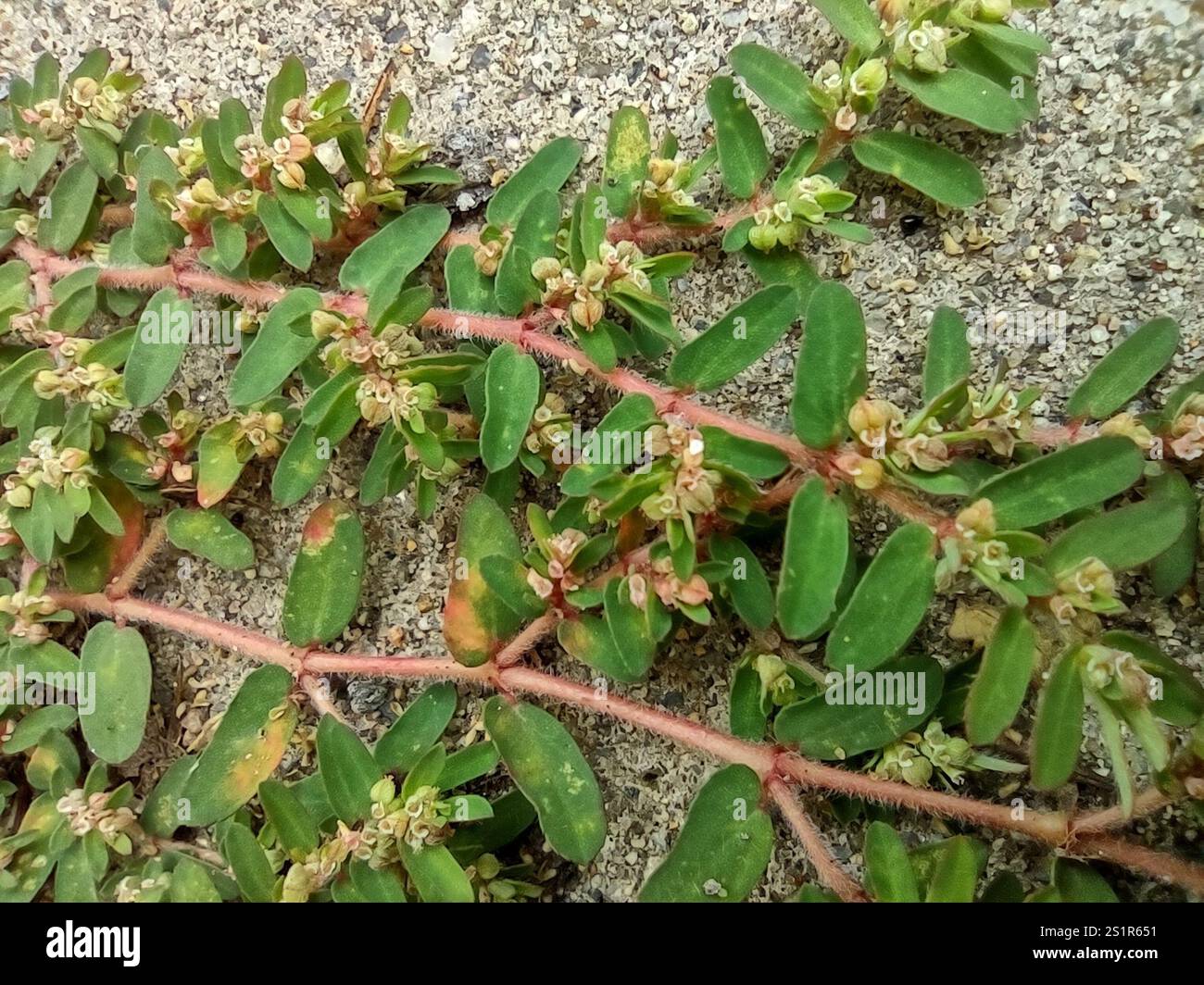 Spotted spurge (Euphorbia maculata Stock Photo - Alamy