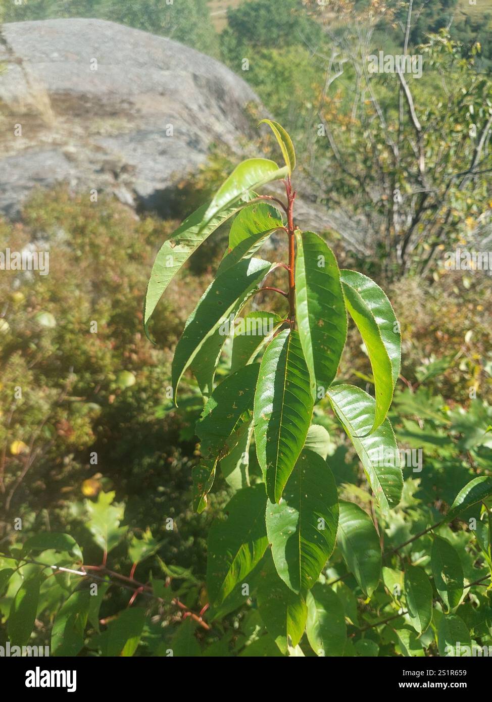 fire cherry (Prunus pensylvanica Stock Photo - Alamy