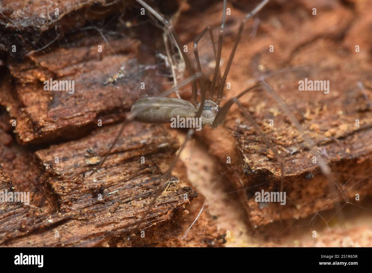 Harvestman Cellar Spider (Pholcus opilionoides Stock Photo - Alamy