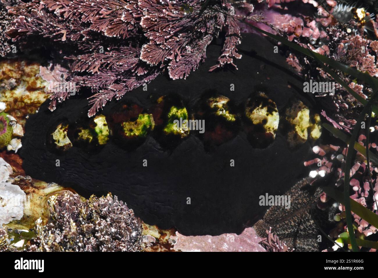 Black Leather Chiton (Katharina tunicata Stock Photo - Alamy
