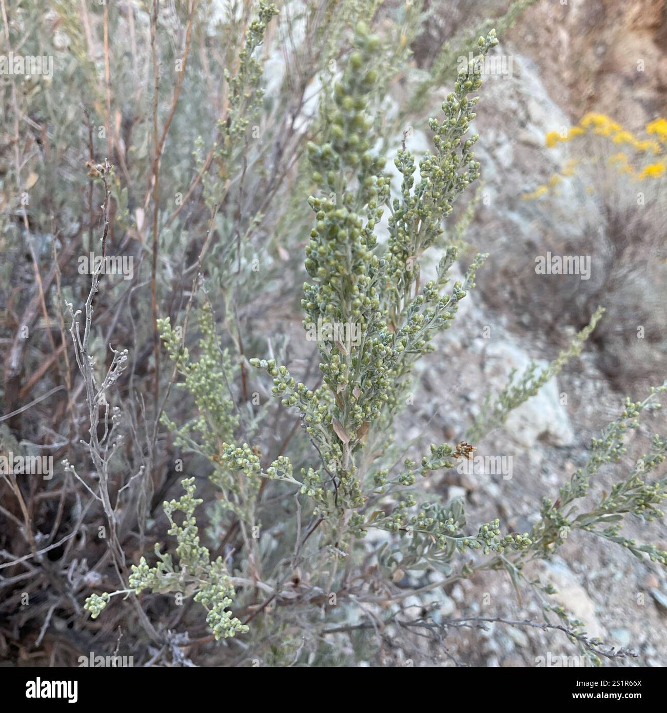 Big Sagebrush (Artemisia tridentata Stock Photo - Alamy