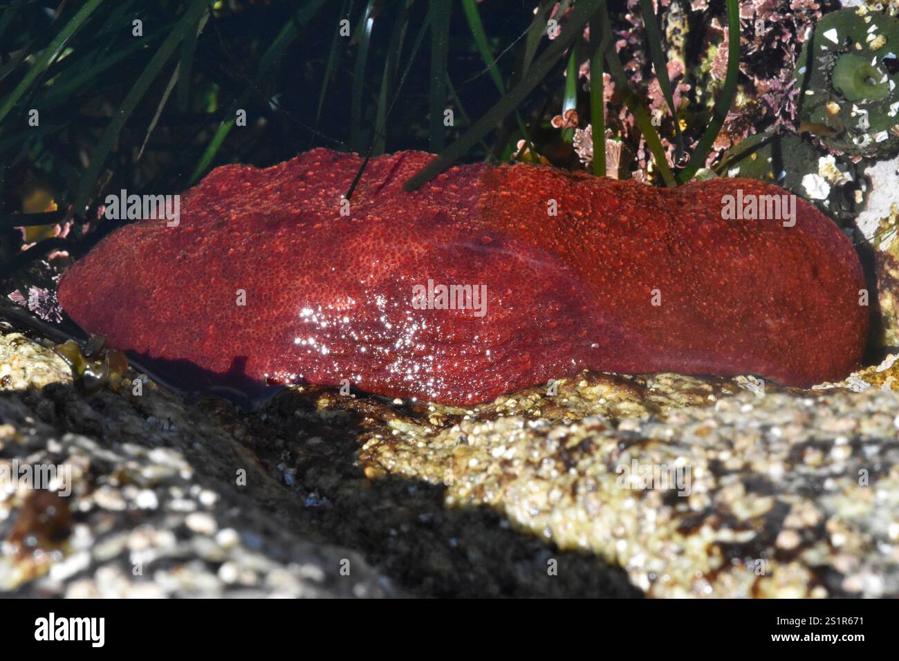 Gumboot Chiton (Cryptochiton stelleri Stock Photo - Alamy