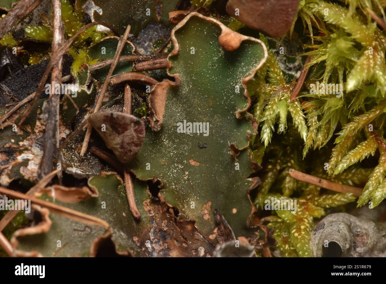 veinless pelt lichen (Peltigera malacea Stock Photo - Alamy