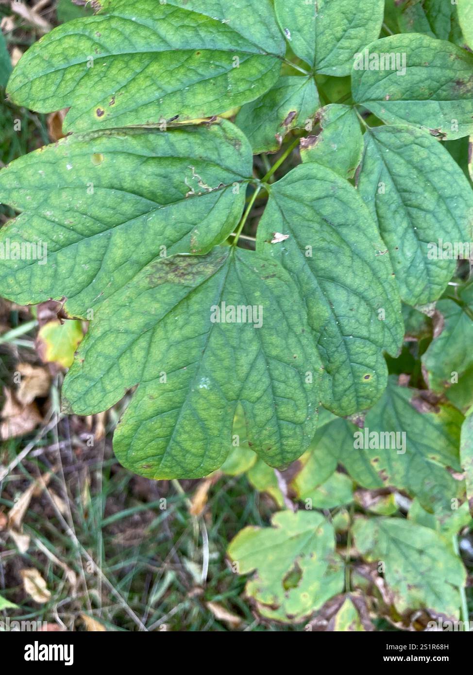 blue cohosh (Caulophyllum thalictroides Stock Photo - Alamy