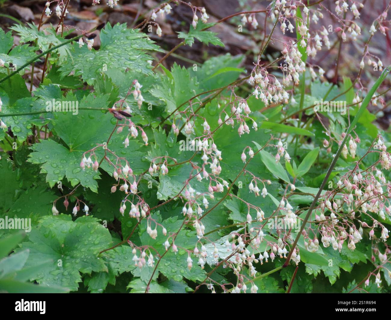 alpine alumroot (Heuchera glabra Stock Photo - Alamy