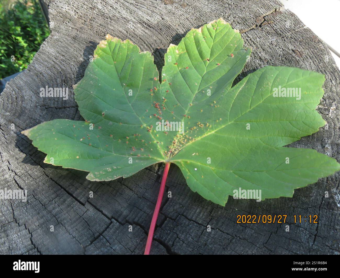 Maple gall mite (Aceria macrorhyncha Stock Photo - Alamy