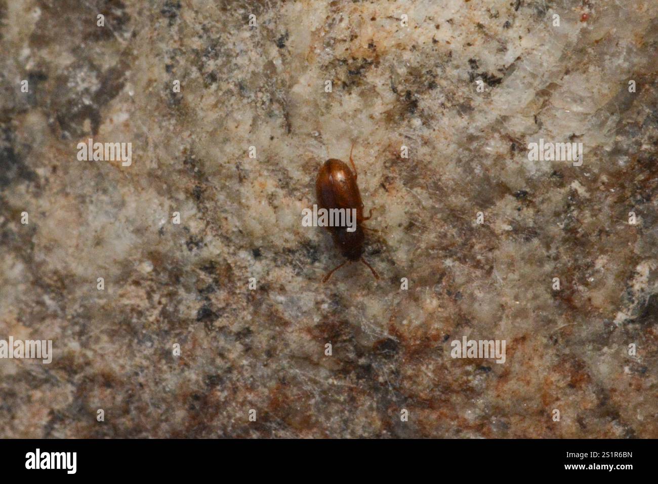 Silken Fungus Beetles (Cryptophagidae Stock Photo - Alamy