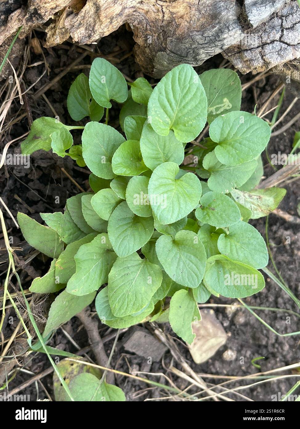 hookedspur violet (Viola adunca Stock Photo - Alamy