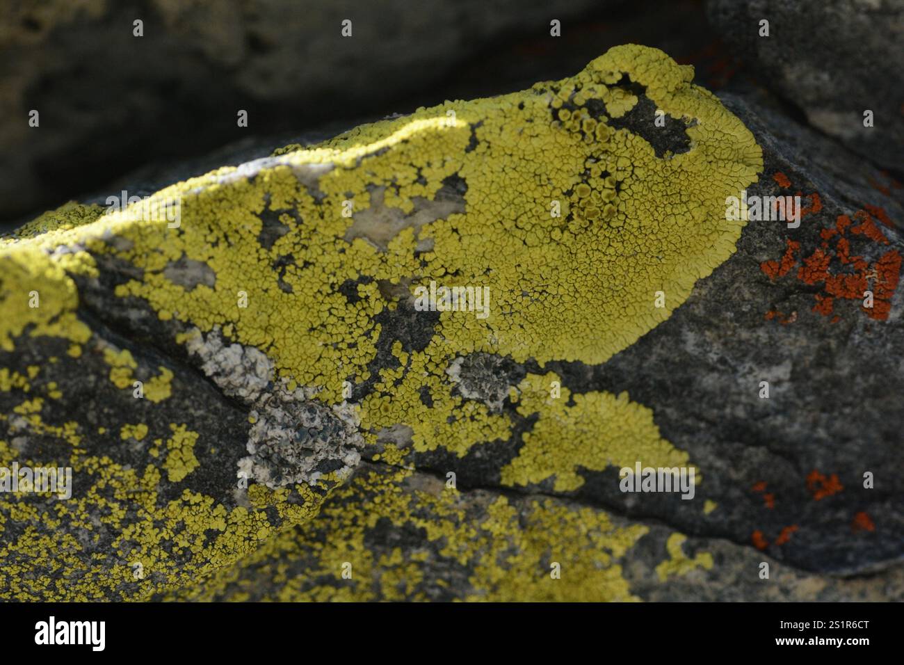 gold cobblestone lichen (Pleopsidium flavum Stock Photo - Alamy