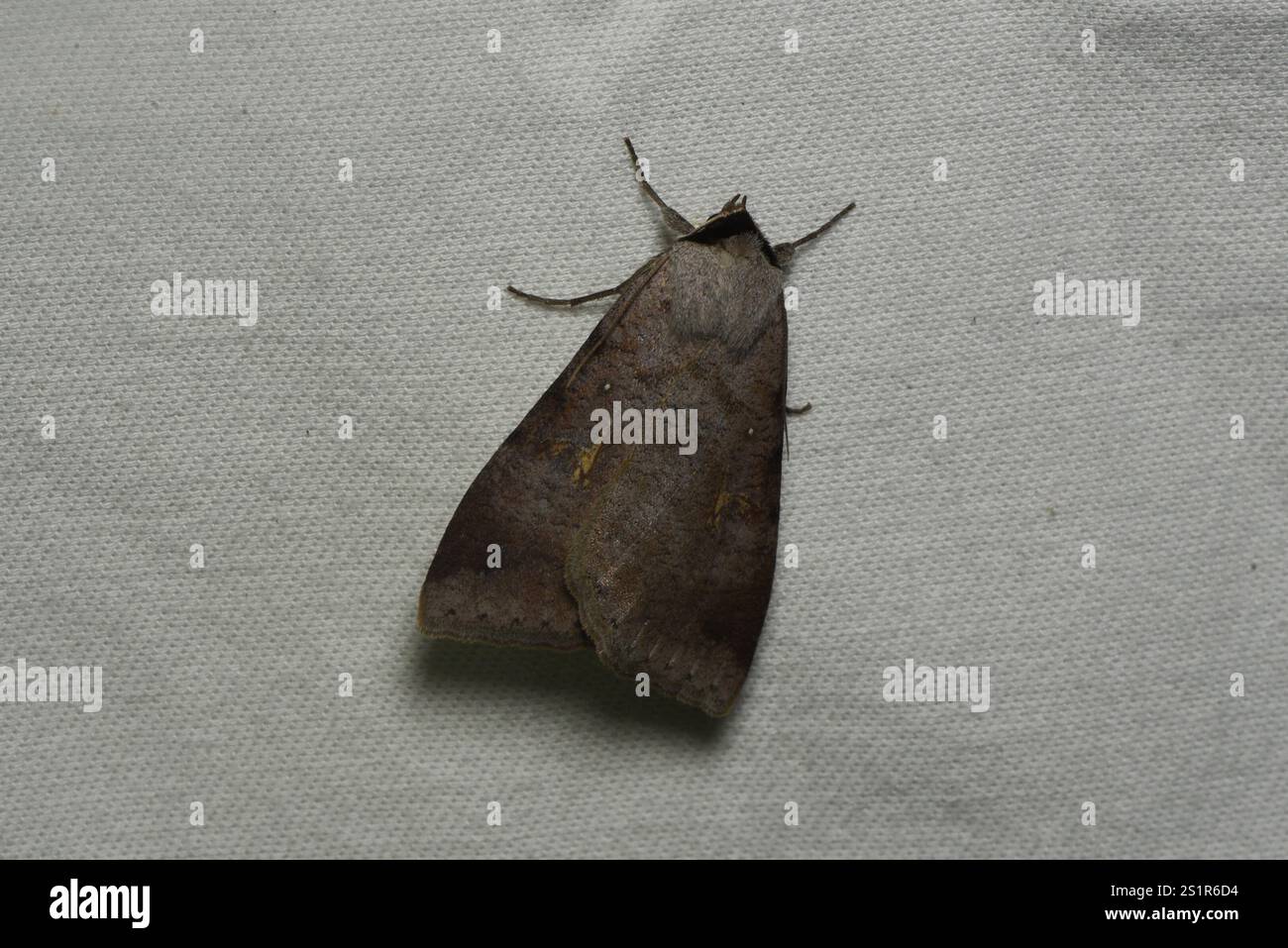 Underwing, Tiger, Tussock, and Allied Moths (Erebidae Stock Photo - Alamy