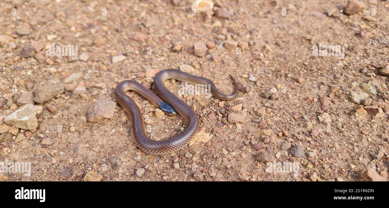 Black-naped Hooded Snake (Suta dwyeri Stock Photo - Alamy