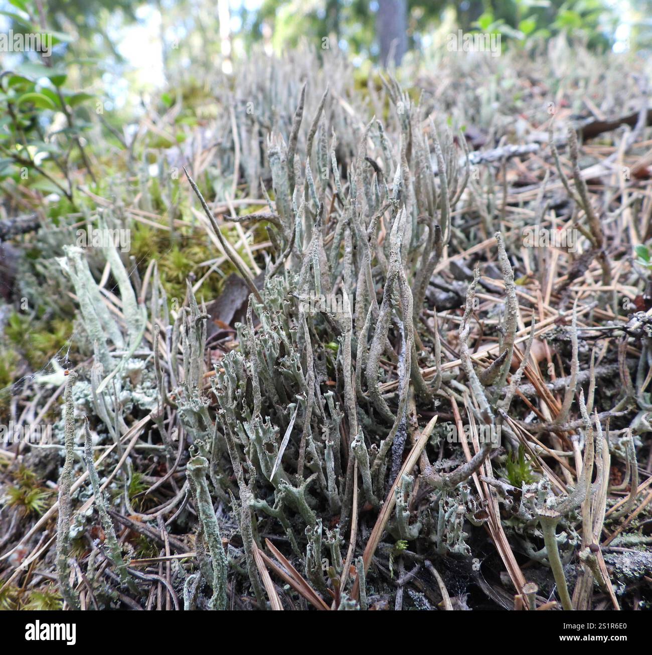 Bighorn Pixie Lichen (Cladonia cornuta cornuta Stock Photo - Alamy