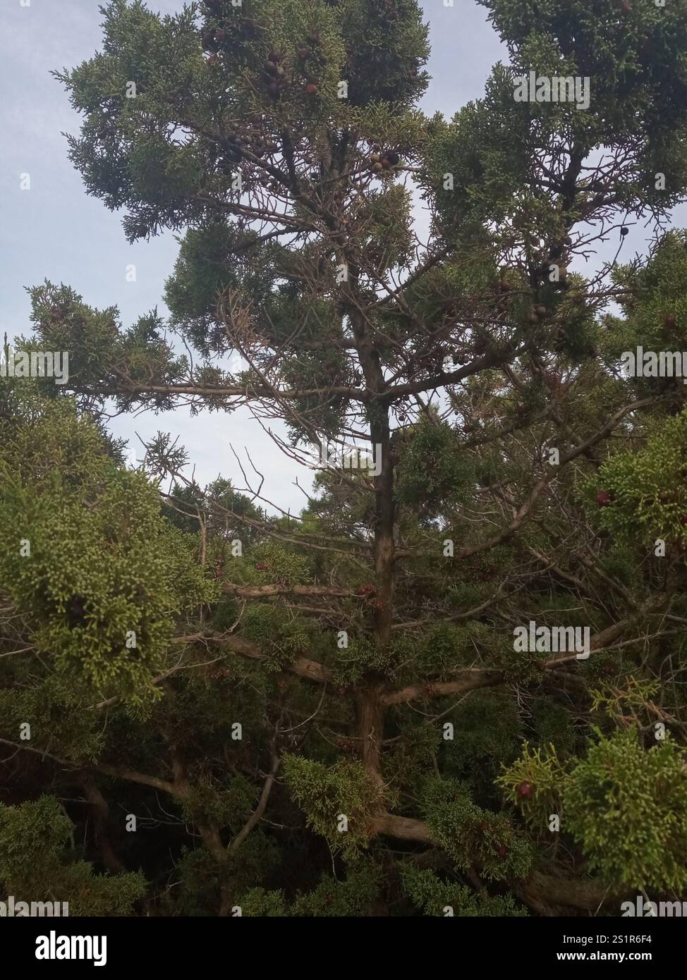 Mediterranean juniper (Juniperus turbinata Stock Photo - Alamy