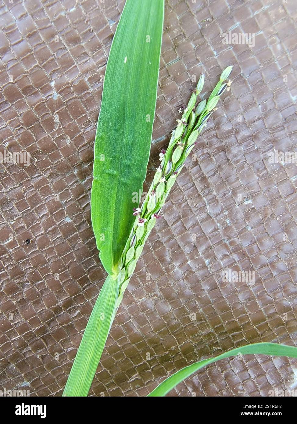 Hairy Crabgrass (Digitaria sanguinalis Stock Photo - Alamy