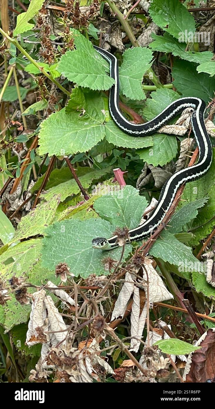 Puget Sound Garter Snake (Thamnophis sirtalis pickeringii Stock Photo ...