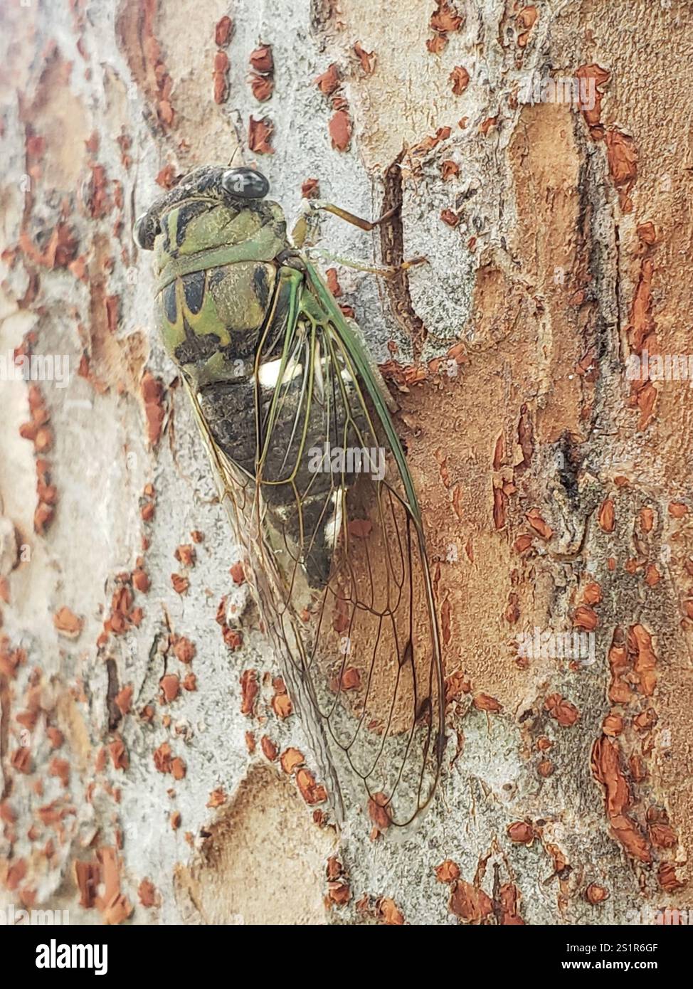Scissor Grinder (Neotibicen pruinosus Stock Photo - Alamy