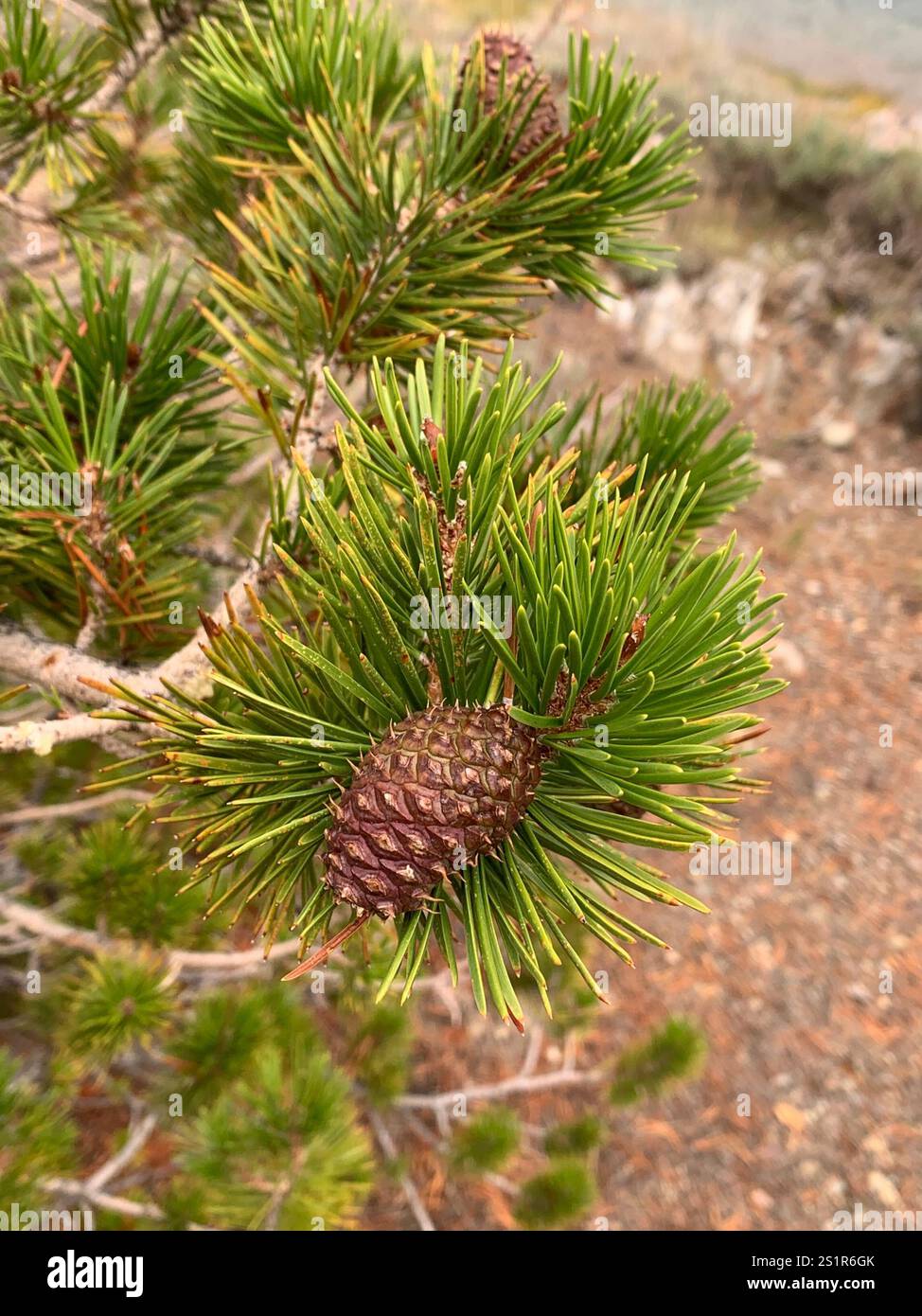 lodgepole pine (Pinus contorta Stock Photo - Alamy