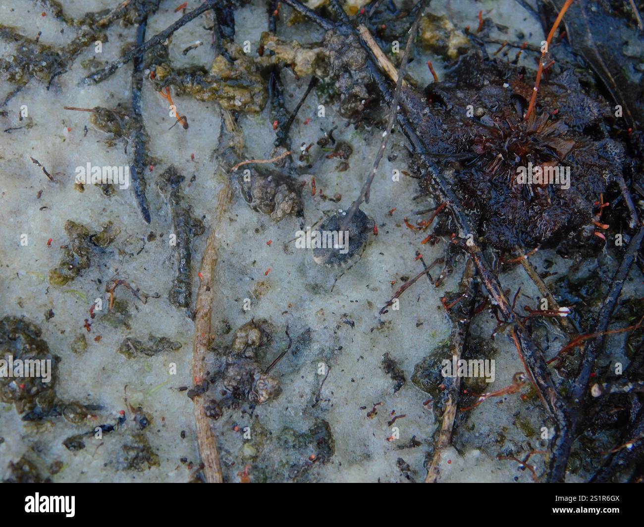 Big-eyed Toad Bug (Gelastocoris oculatus Stock Photo - Alamy