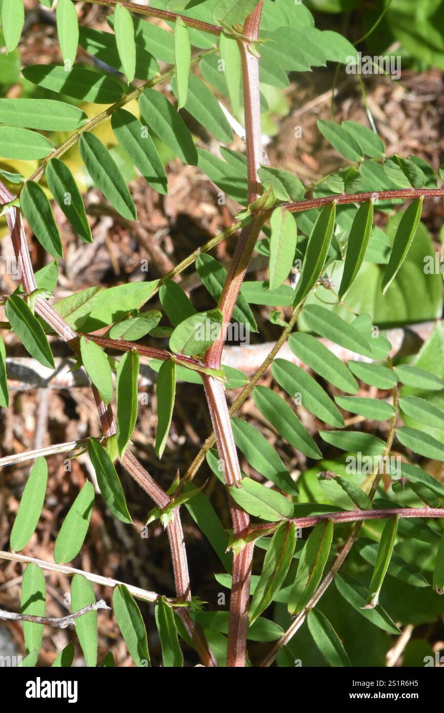 giant vetch (Vicia gigantea Stock Photo - Alamy