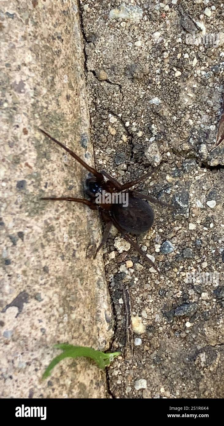 South American Toothed Hacklemesh Weaver (Metaltella simoni Stock Photo ...
