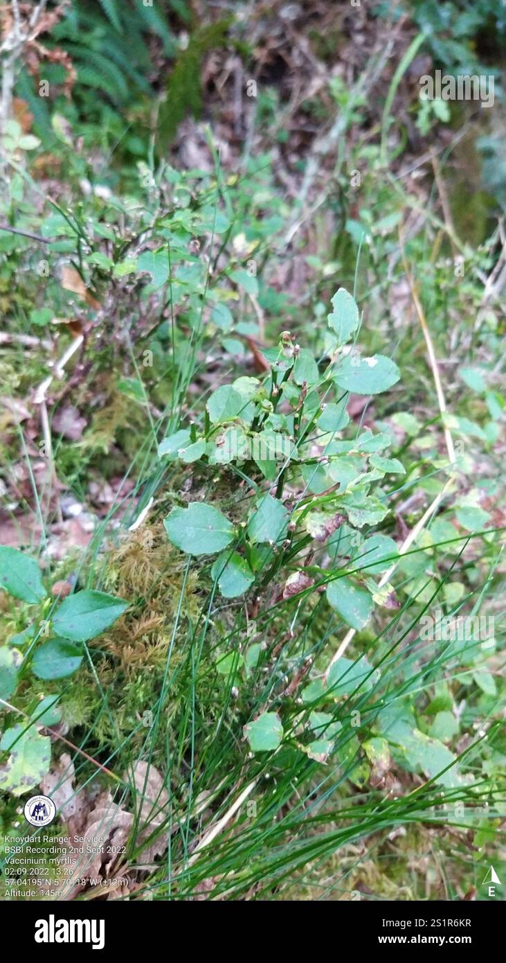 common bilberry (Vaccinium myrtillus Stock Photo - Alamy