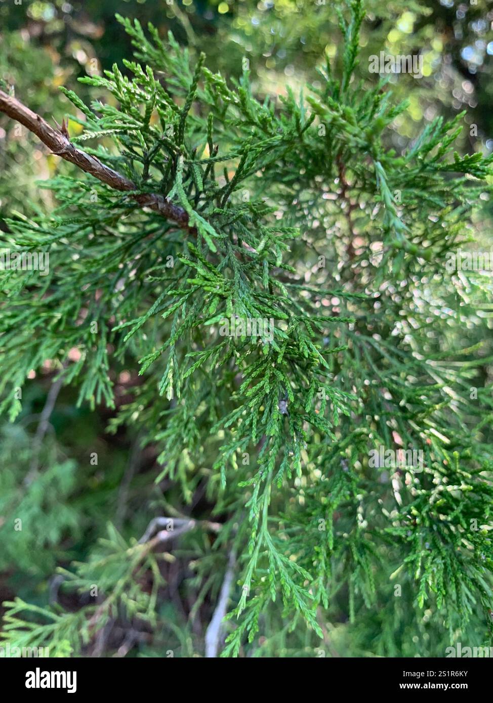 eastern redcedar (Juniperus virginiana Stock Photo - Alamy