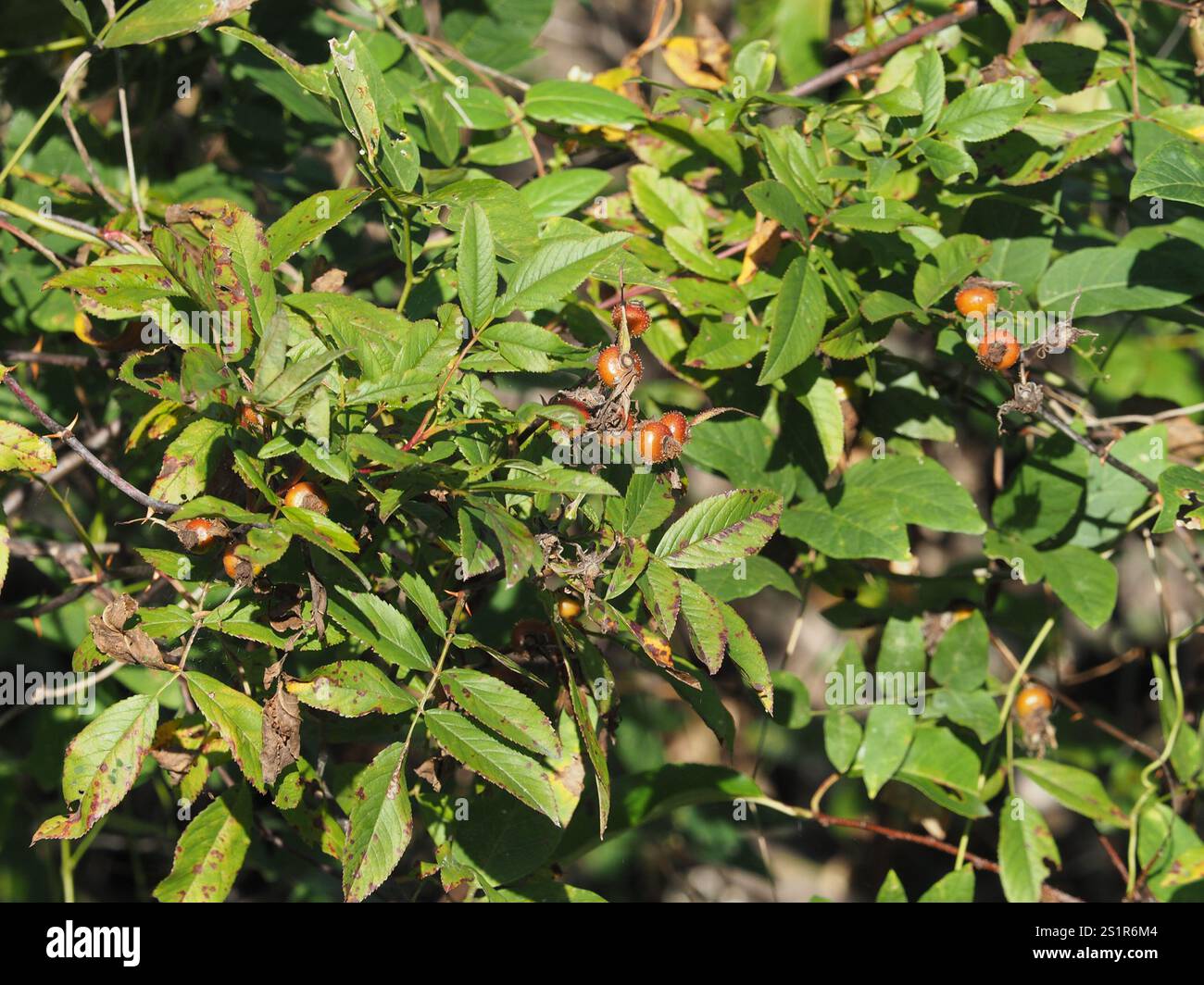 swamp rose (Rosa palustris Stock Photo - Alamy