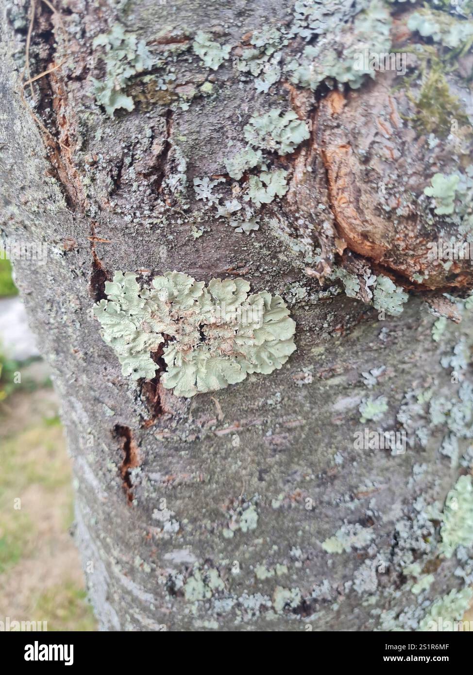 common greenshield lichen (Flavoparmelia caperata Stock Photo - Alamy