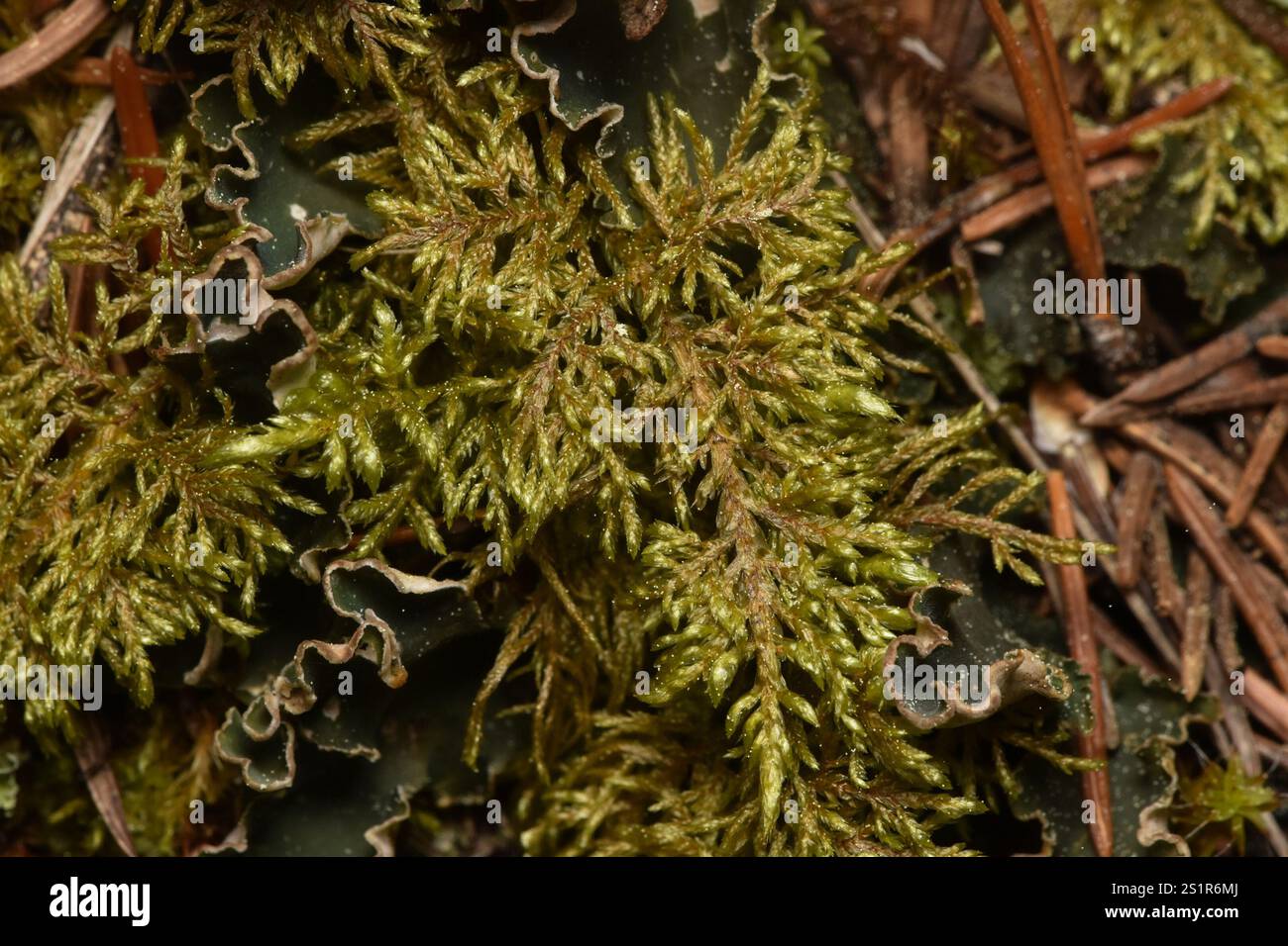 fern mosses (Thuidium Stock Photo - Alamy