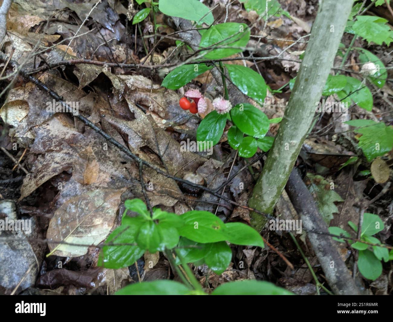 Running Strawberry-bush (Euonymus obovatus Stock Photo - Alamy