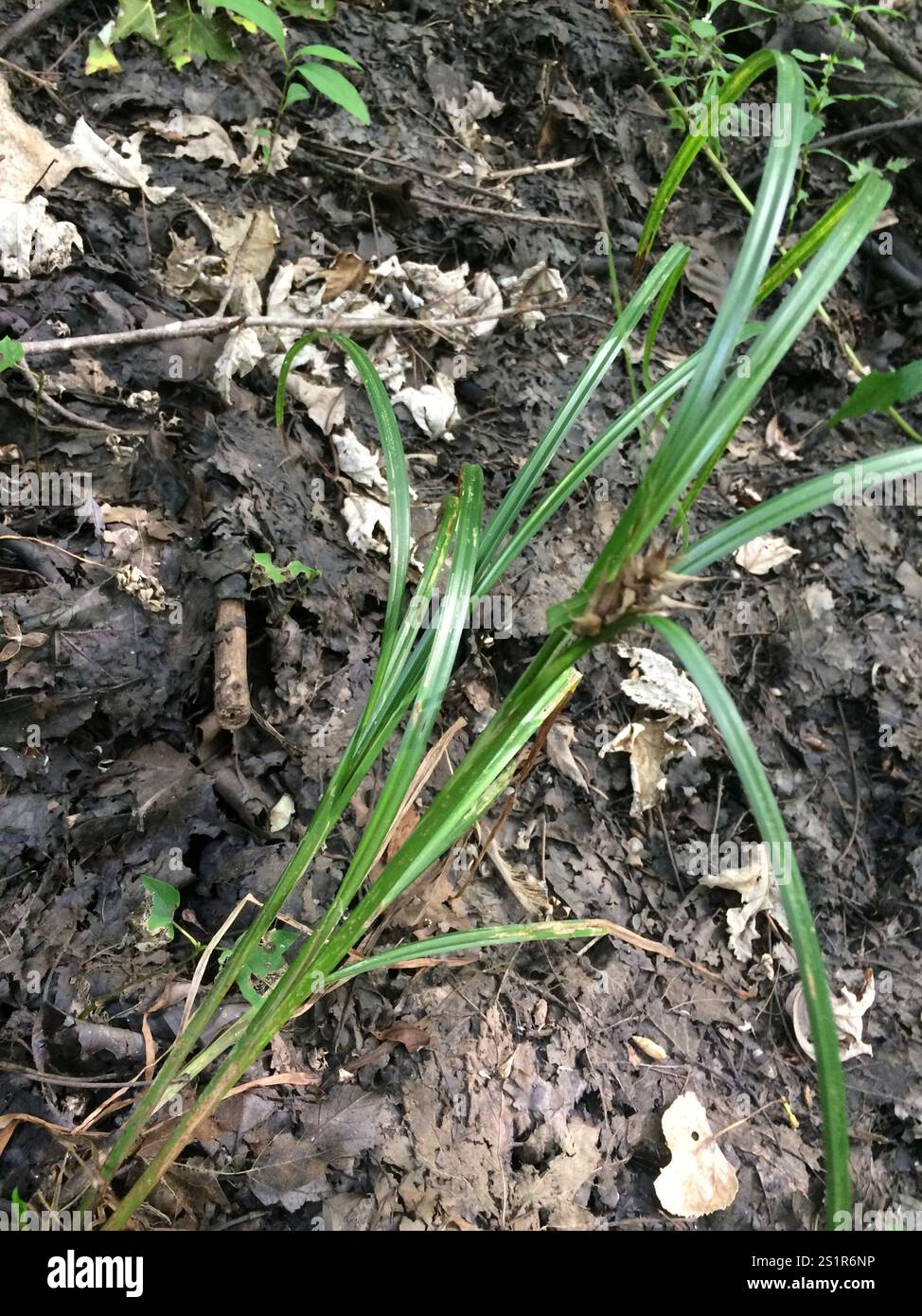 hop sedge (Carex lupulina Stock Photo - Alamy
