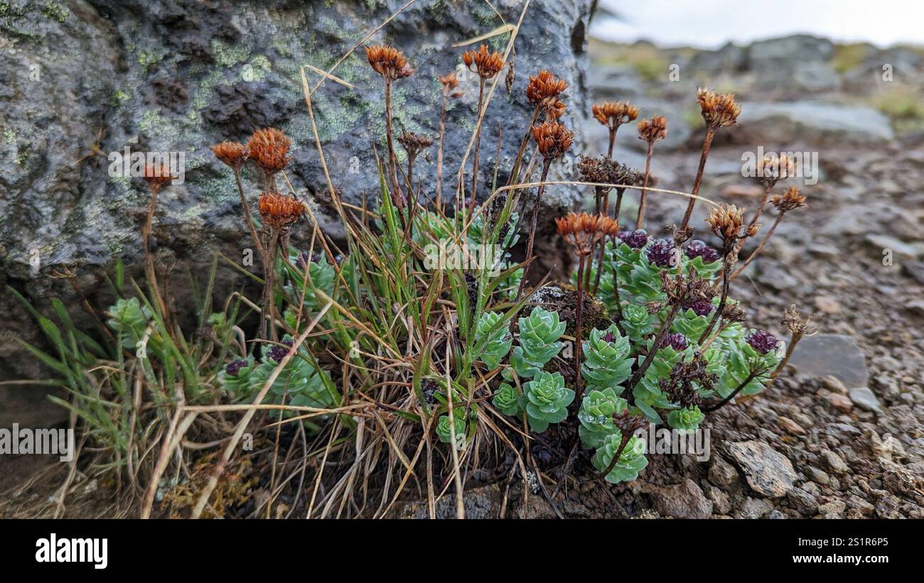 western roseroot (Rhodiola integrifolia Stock Photo - Alamy