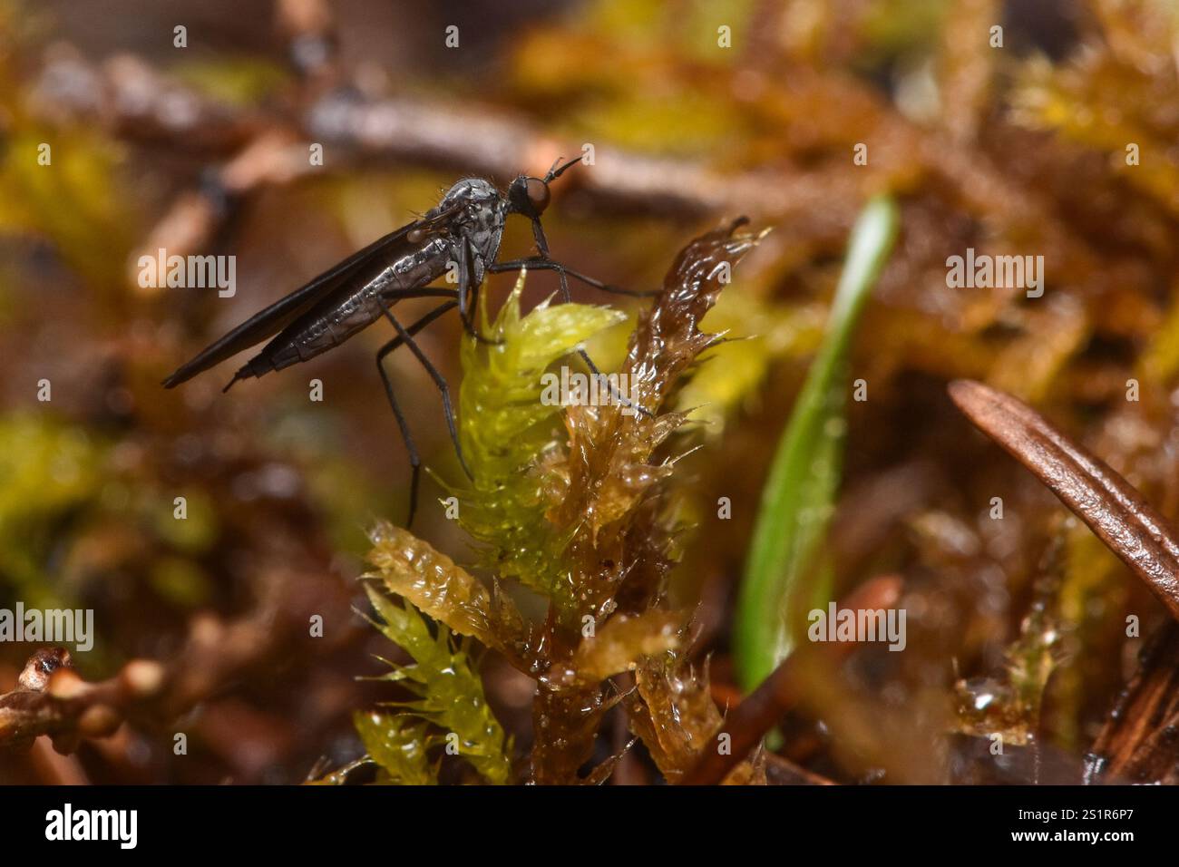 Dance Flies (Empididae Stock Photo - Alamy
