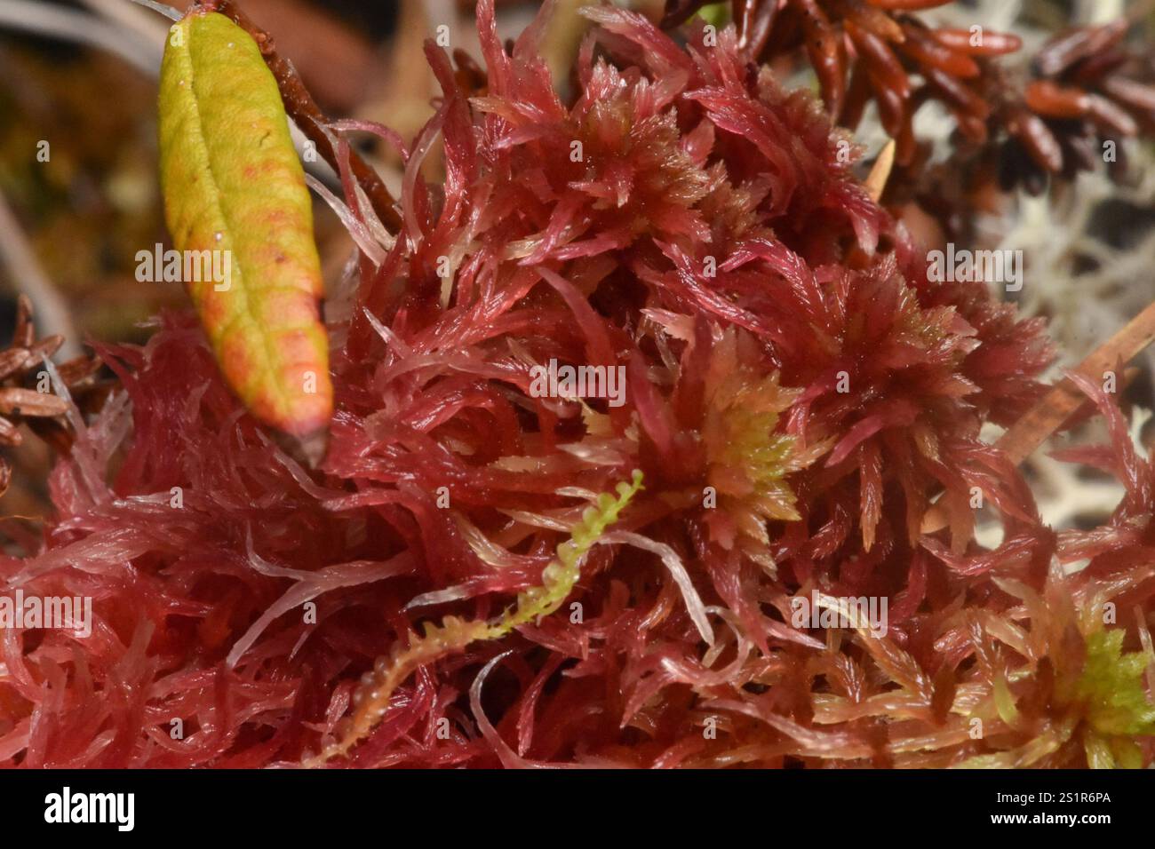 Sphagnum subg. Acutifolia (Acutifolia Stock Photo - Alamy
