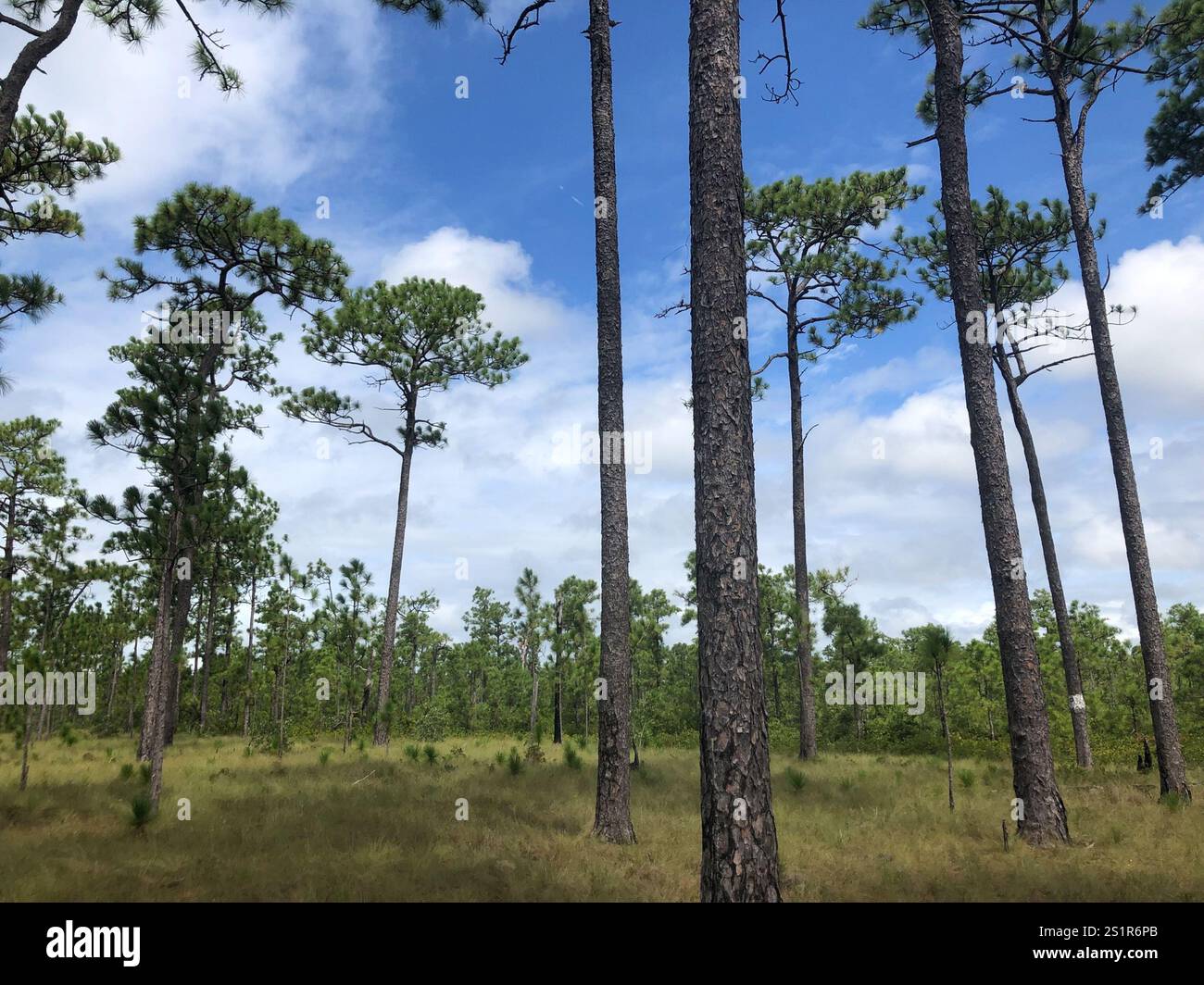 longleaf pine (Pinus palustris Stock Photo - Alamy
