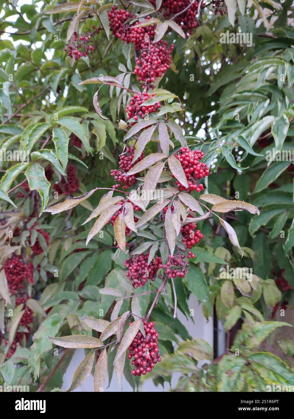 red-berried elder (Sambucus racemosa Stock Photo - Alamy