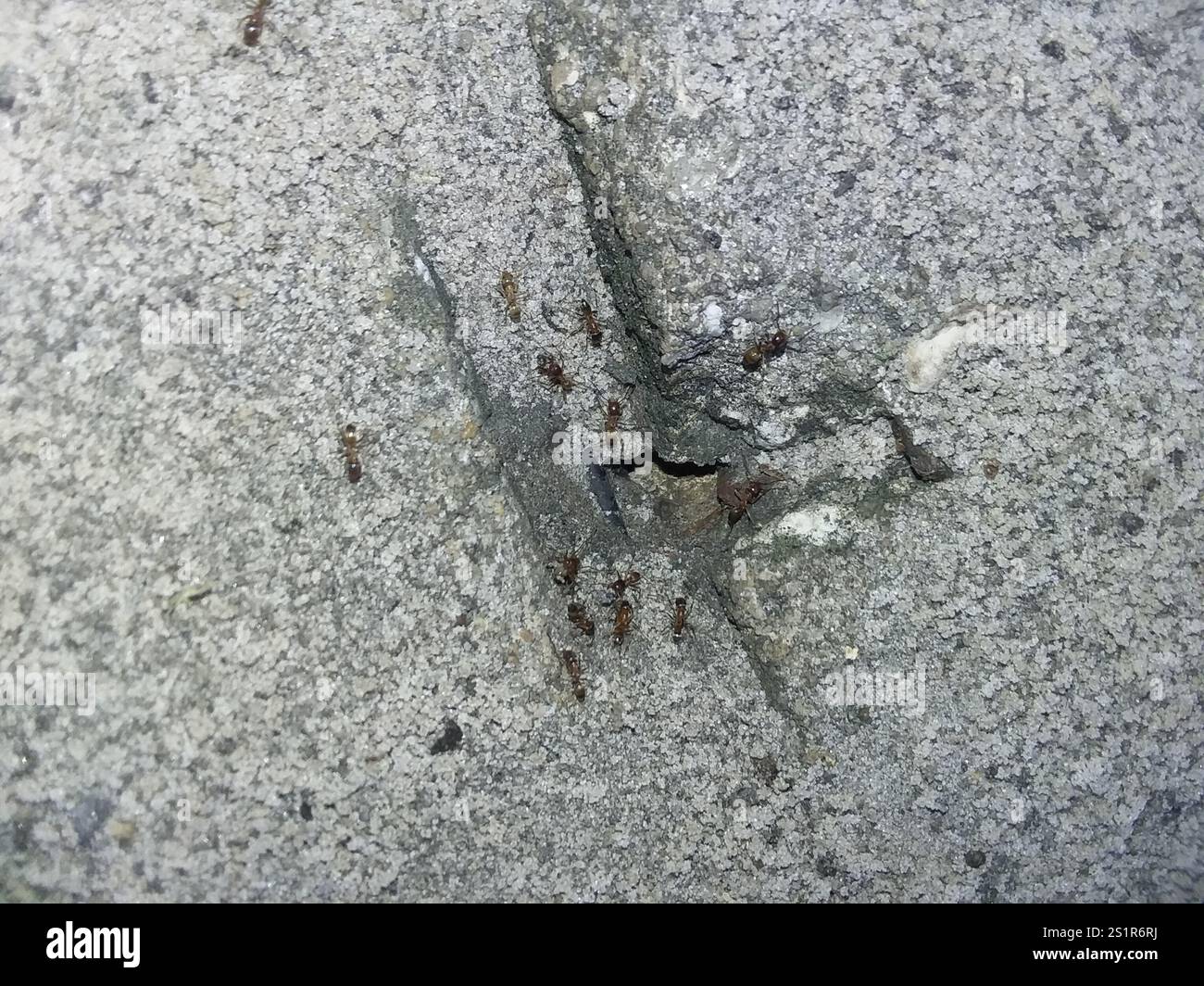 Buren's Pyramid Ant (Dorymyrmex bureni Stock Photo - Alamy