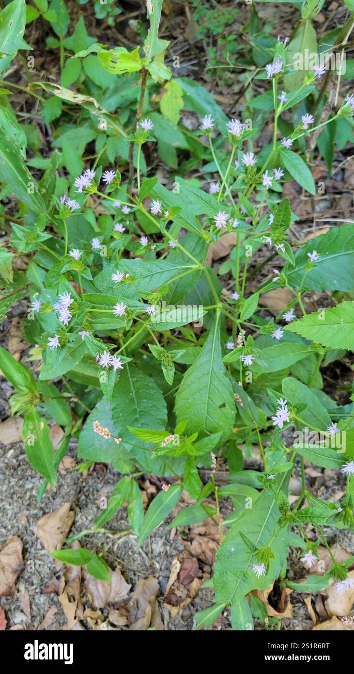 leafy elephant's-foot (Elephantopus carolinianus Stock Photo - Alamy