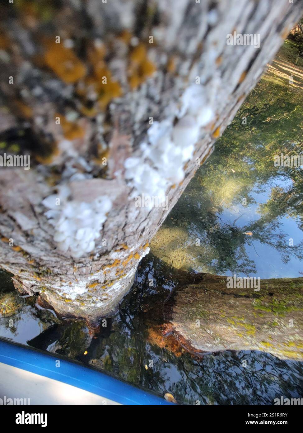 Florida Apple Snail (Pomacea paludosa Stock Photo - Alamy
