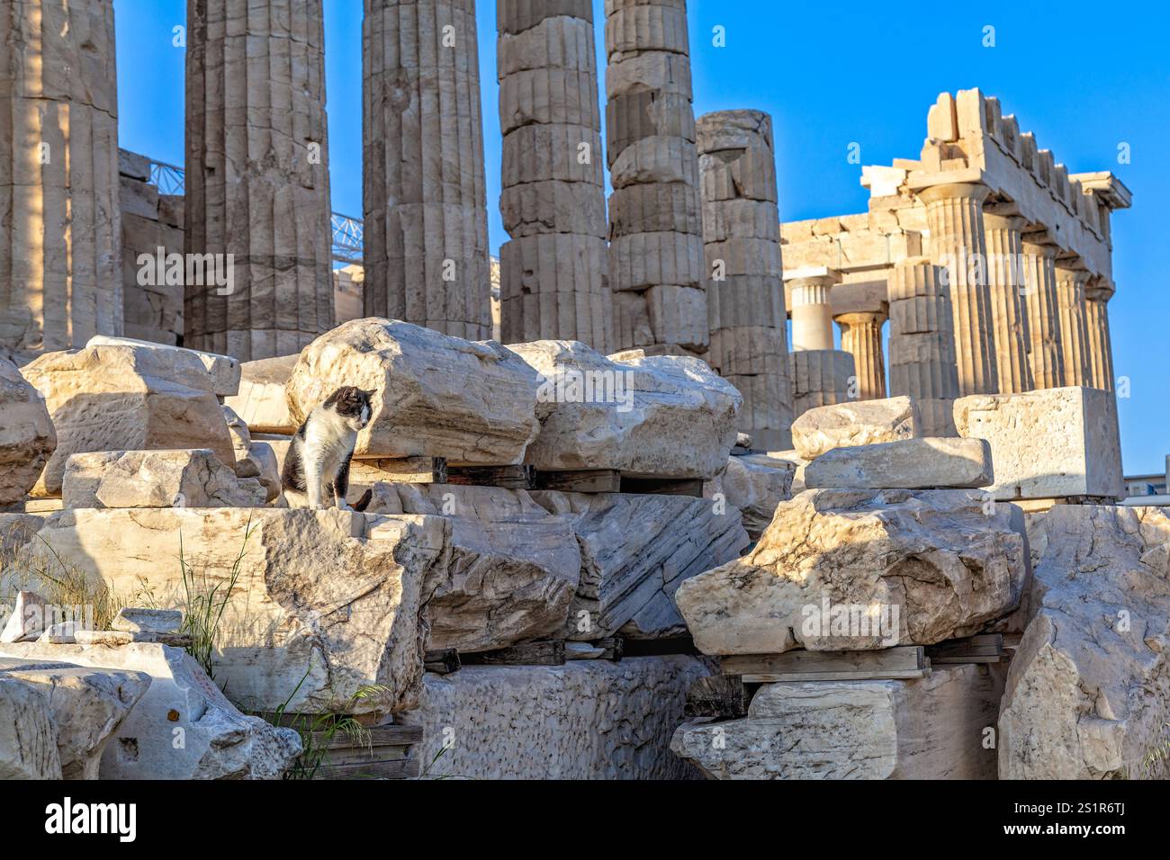 Cat Resting Among Ancient Parthenon Ruins with Classical Greek ...