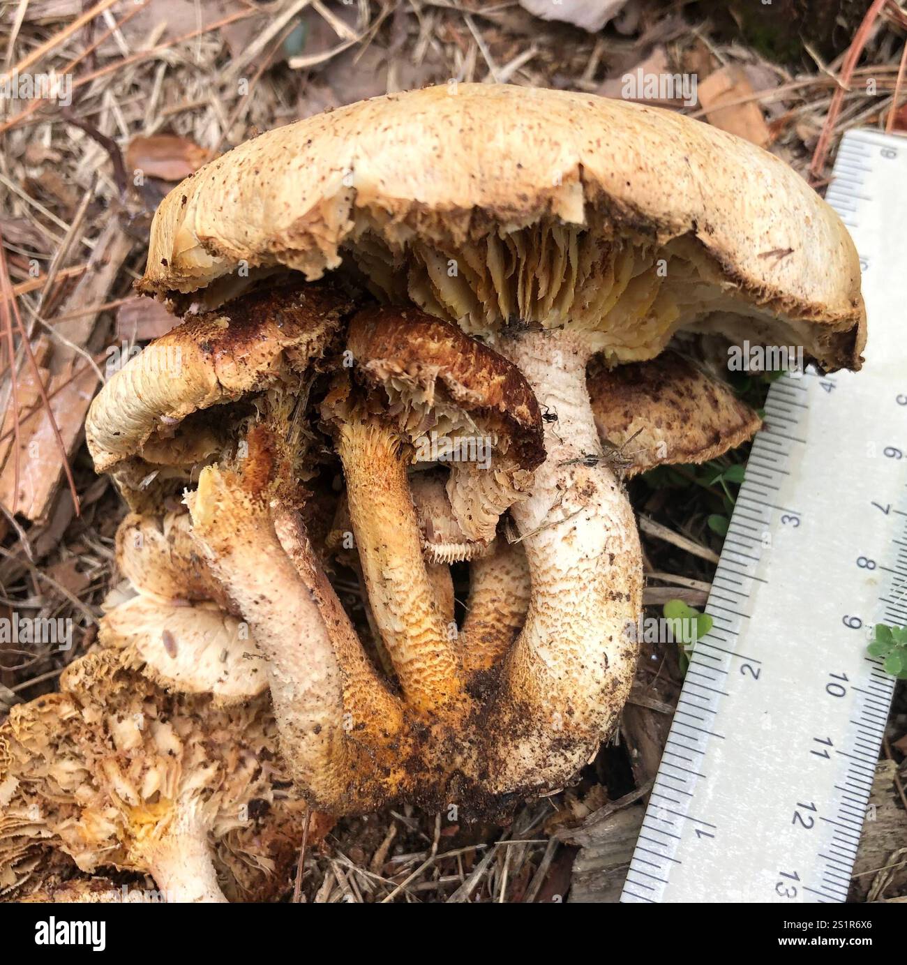 Trainwrecker (Neolentinus lepideus Stock Photo - Alamy