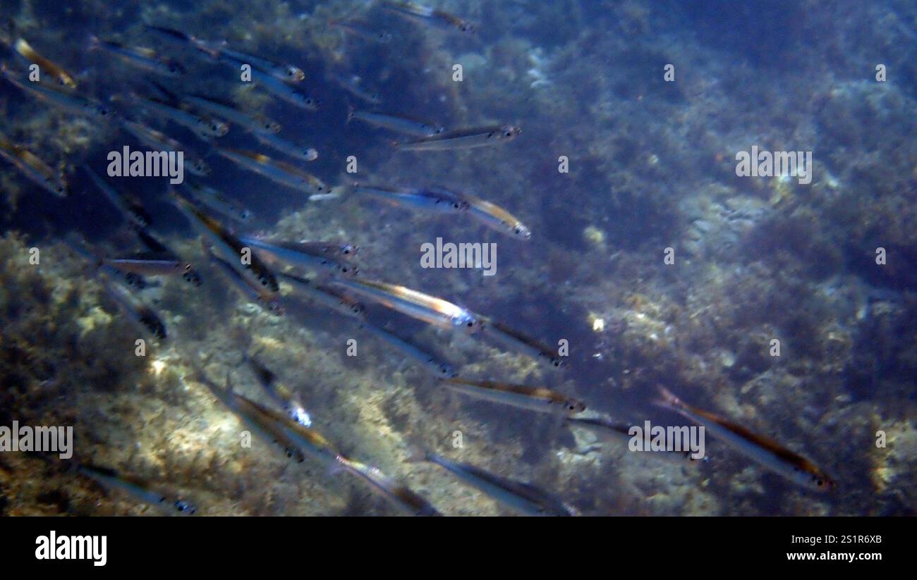 Southern Sand Smelt (Atherina hepsetus Stock Photo - Alamy
