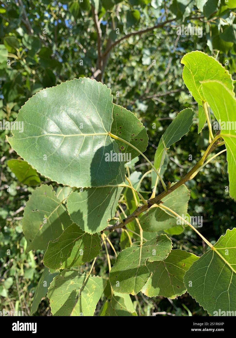 Eastern Cottonwood (Populus deltoides Stock Photo - Alamy