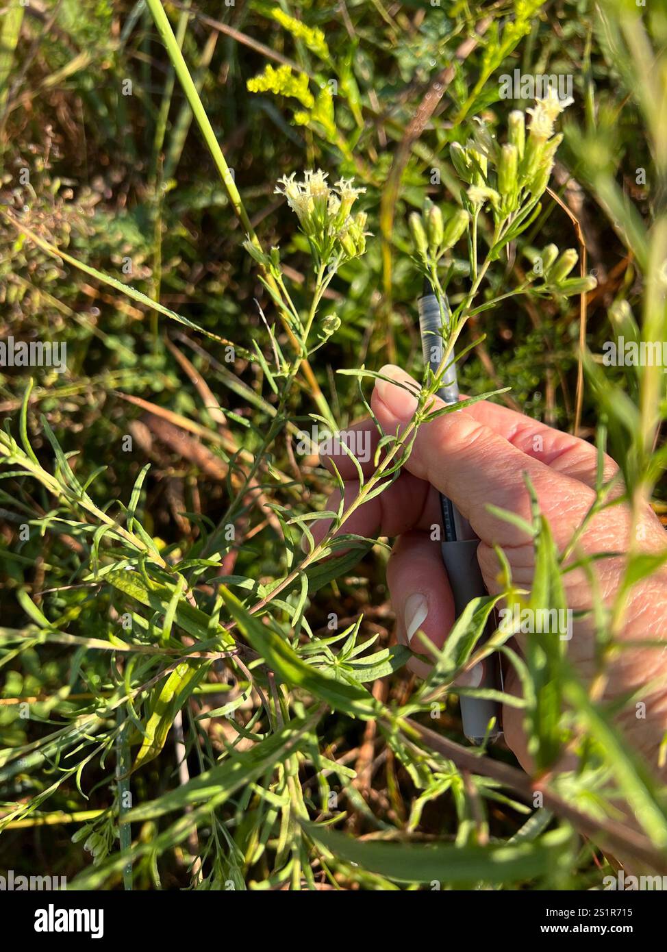 False Boneset (Brickellia eupatorioides Stock Photo - Alamy