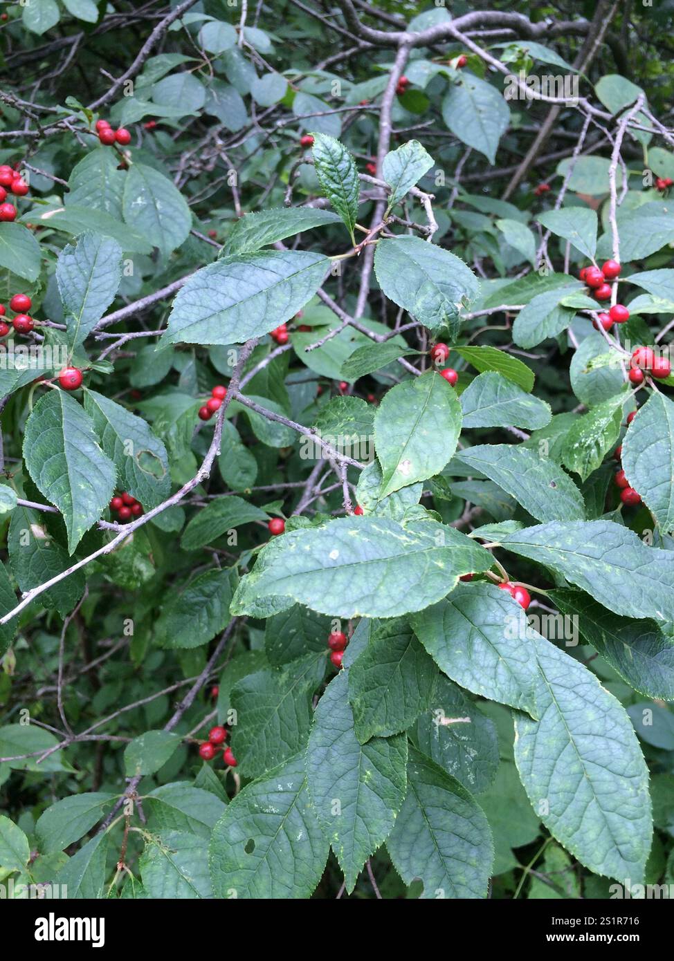 winterberry holly (Ilex verticillata Stock Photo - Alamy