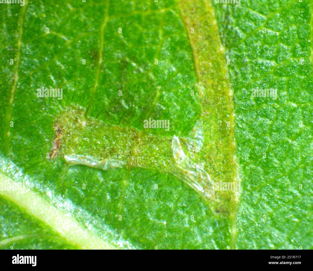 Willow Leafcone Caterpillar Moth (Caloptilia stigmatella Stock Photo ...