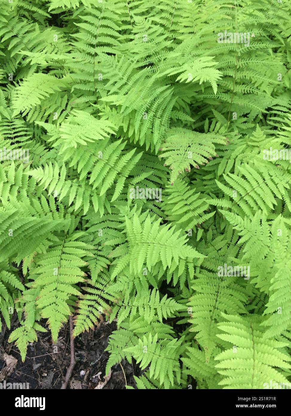Eastern American marsh fern (Thelypteris palustris pubescens Stock ...