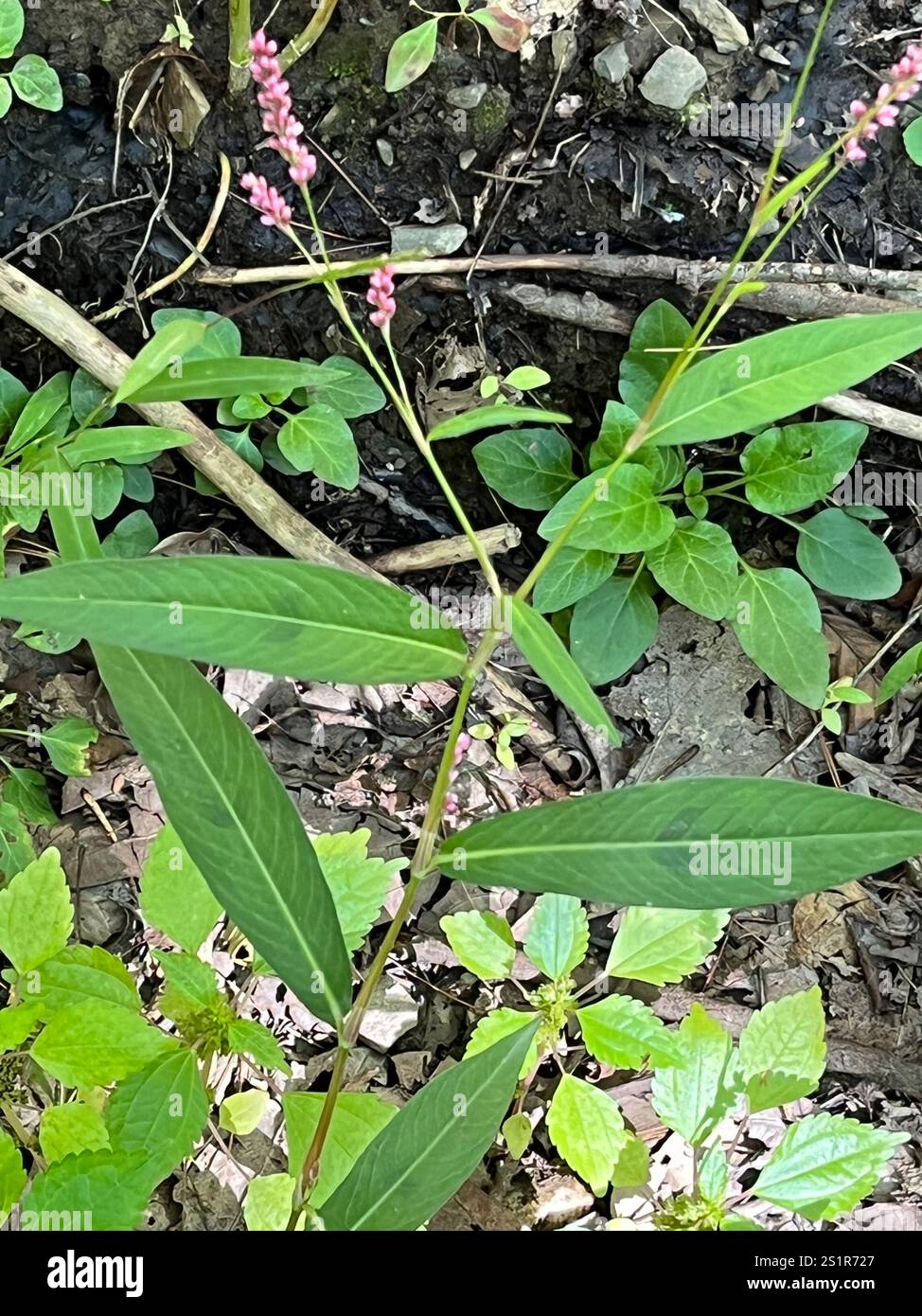 low smartweed (Persicaria longiseta Stock Photo - Alamy