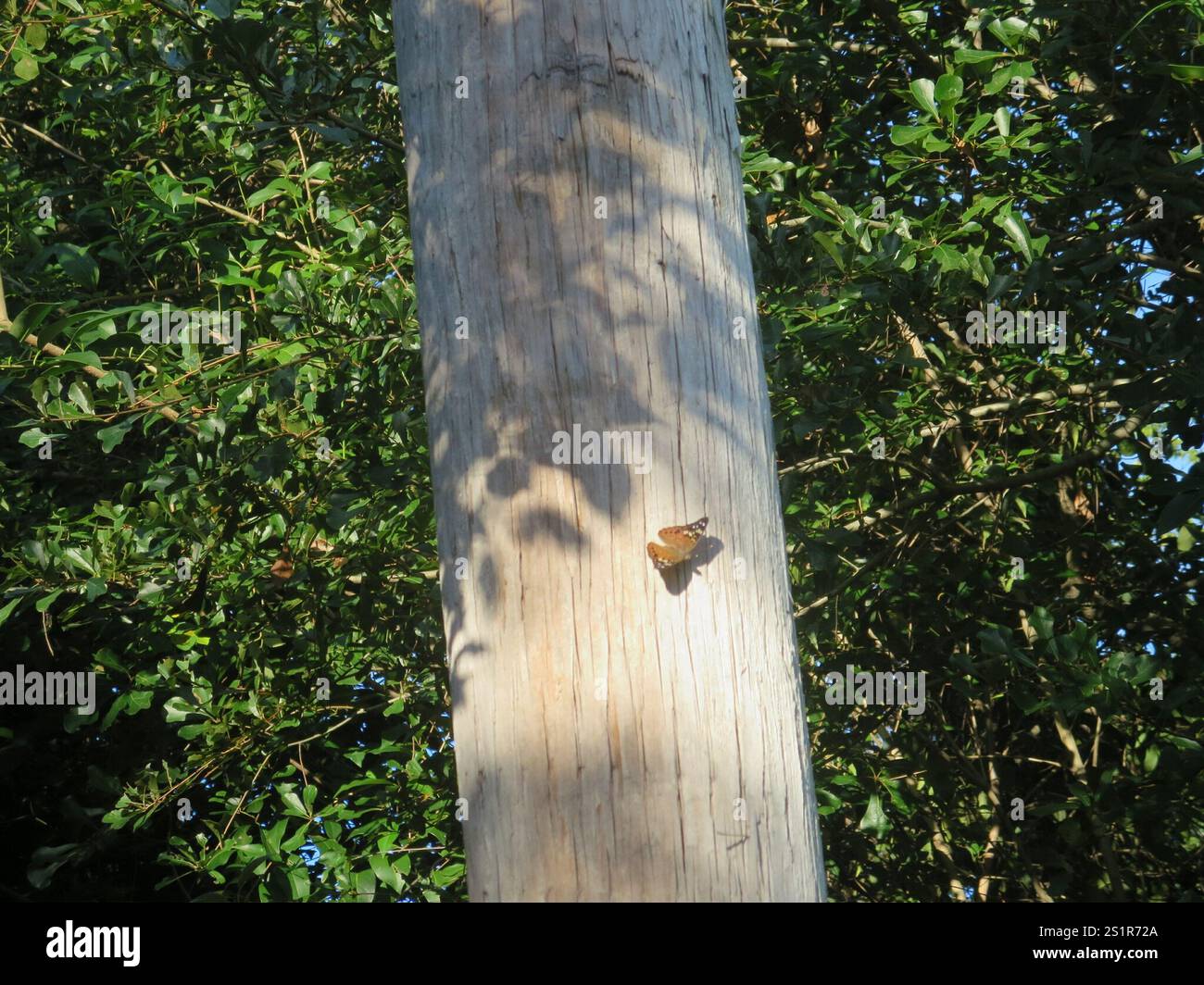 Hackberry Emperor (Asterocampa celtis Stock Photo - Alamy