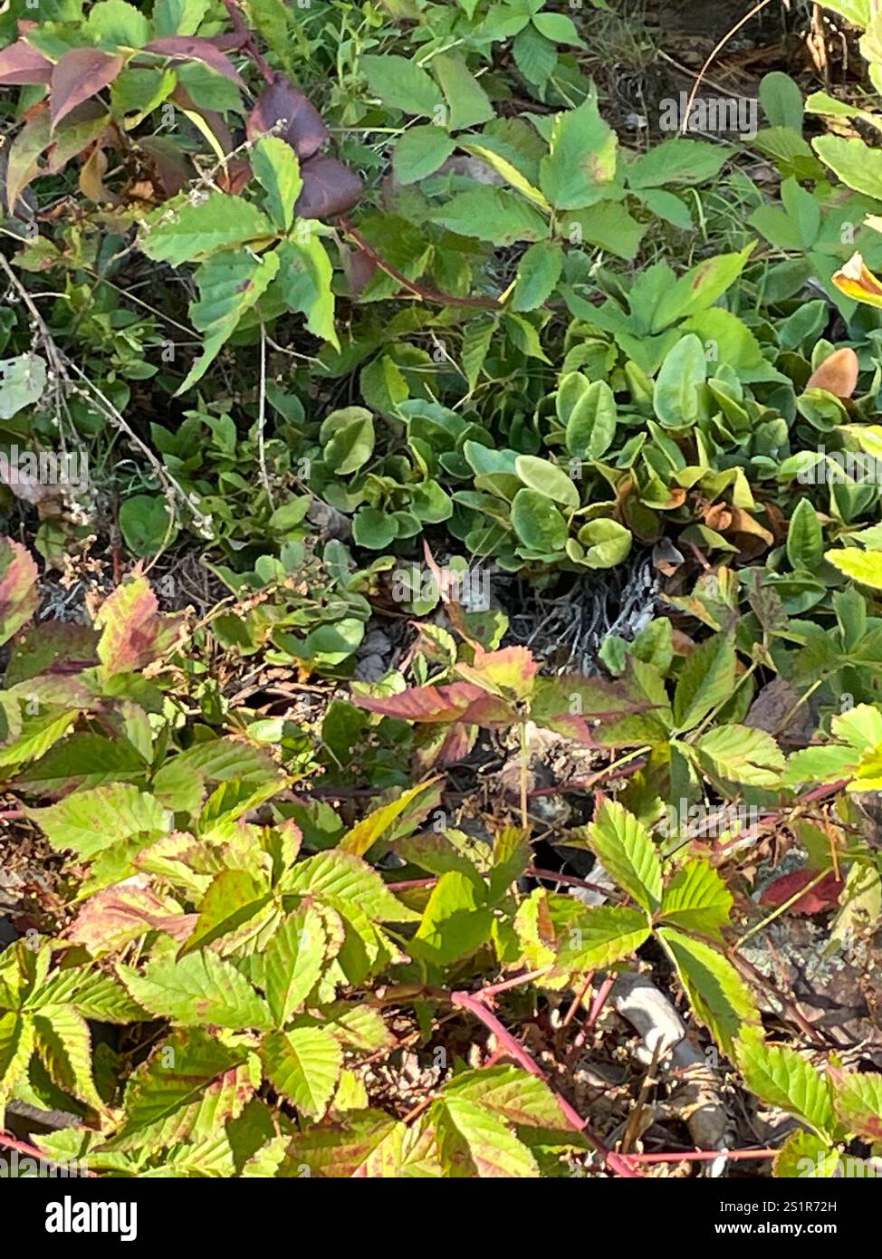 Common Dewberry (Rubus flagellaris Stock Photo - Alamy